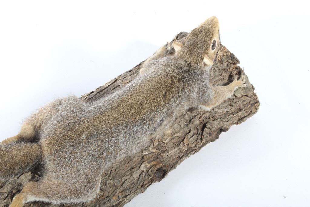 Pair Of Taxidermy Squirrels Mounts On Logs