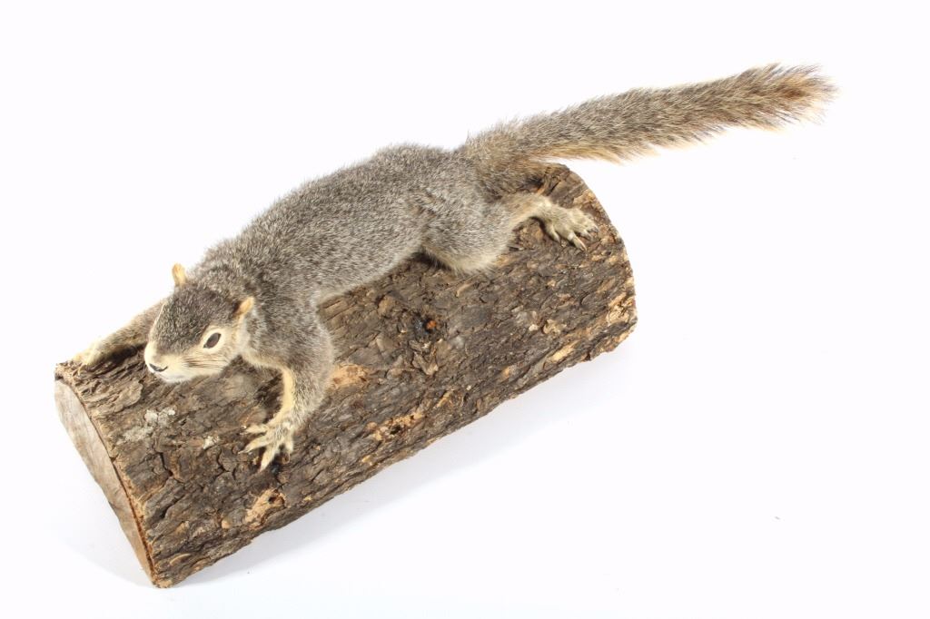 Pair Of Taxidermy Squirrels Mounts On Logs