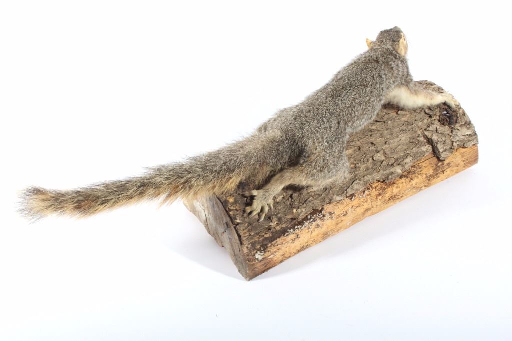 Pair Of Taxidermy Squirrels Mounts On Logs