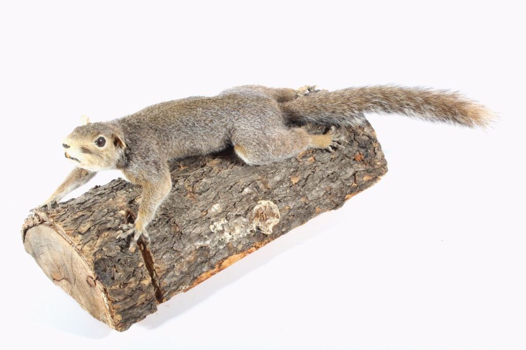 Pair Of Taxidermy Squirrels Mounts On Logs