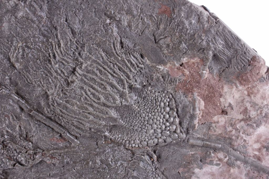 Large Prehistoric Crinoid Sea Lillie Fossil