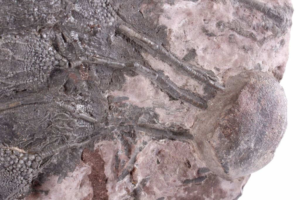Large Prehistoric Crinoid Sea Lillie Fossil