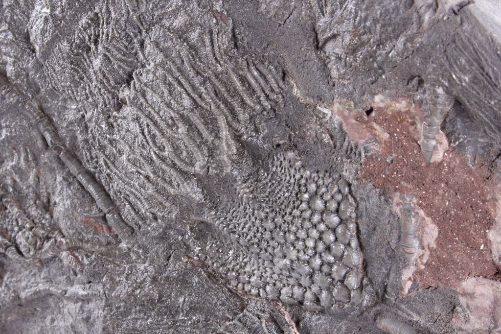 Large Prehistoric Crinoid Sea Lillie Fossil