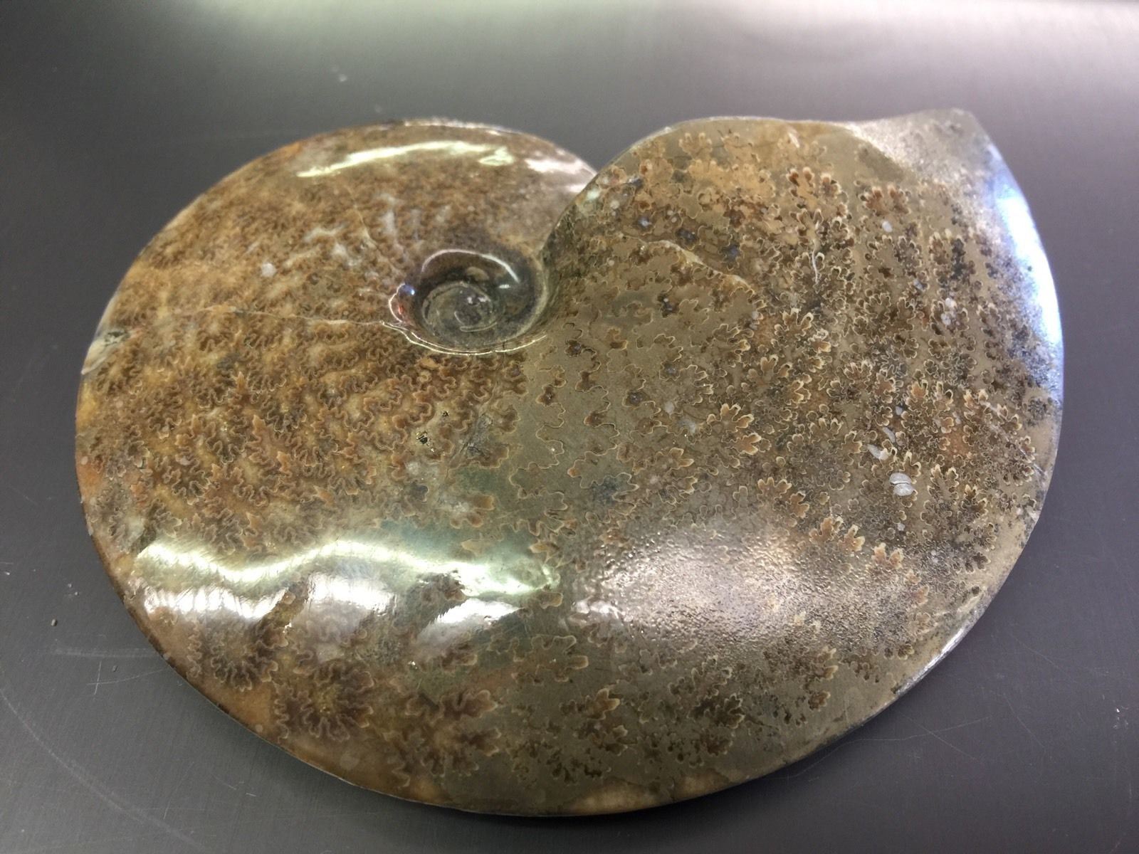 Large polished Placenticeras Ammonite South Dakota fossil