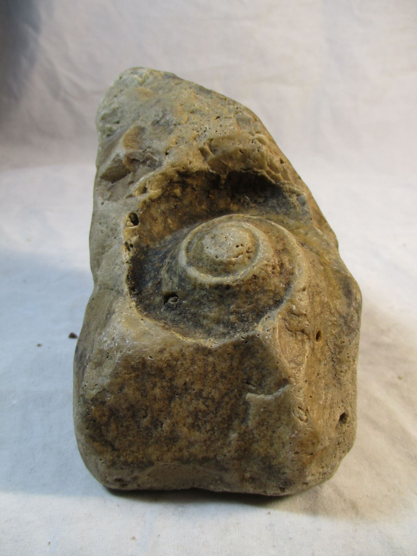 Large Shell Fossil From South Dakota