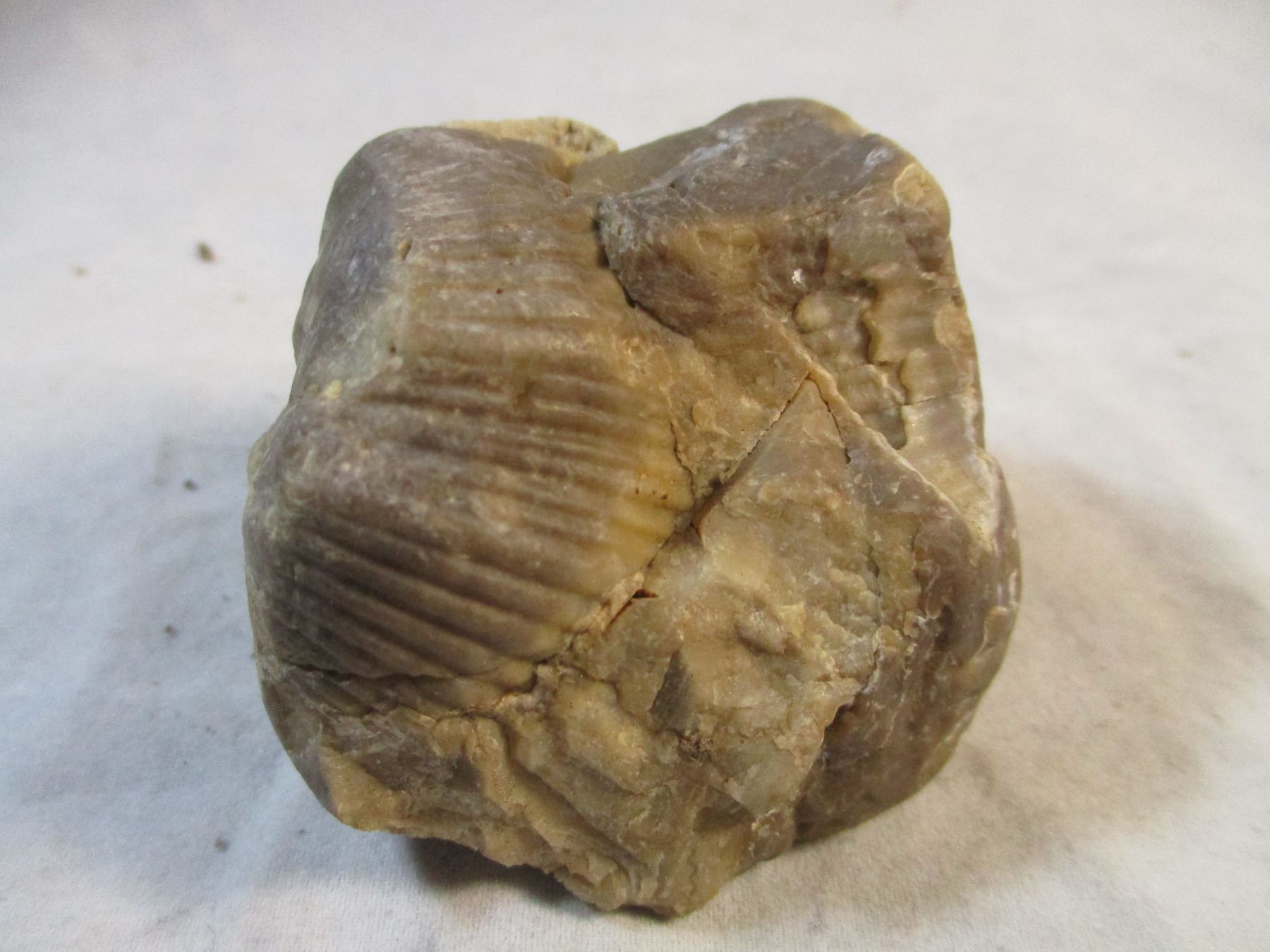 Clam Fossils in Chert from South Dakota