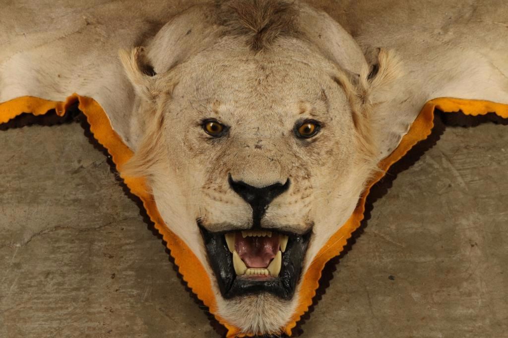 White African Lion Rug