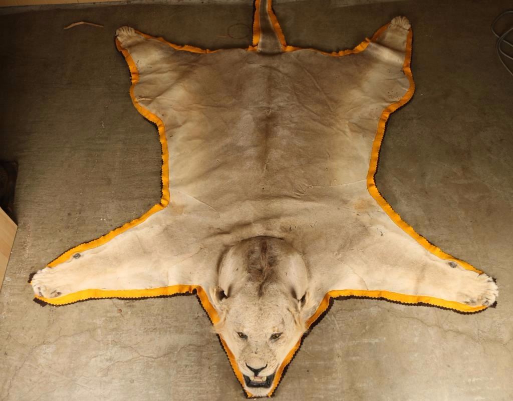 White African Lion Rug