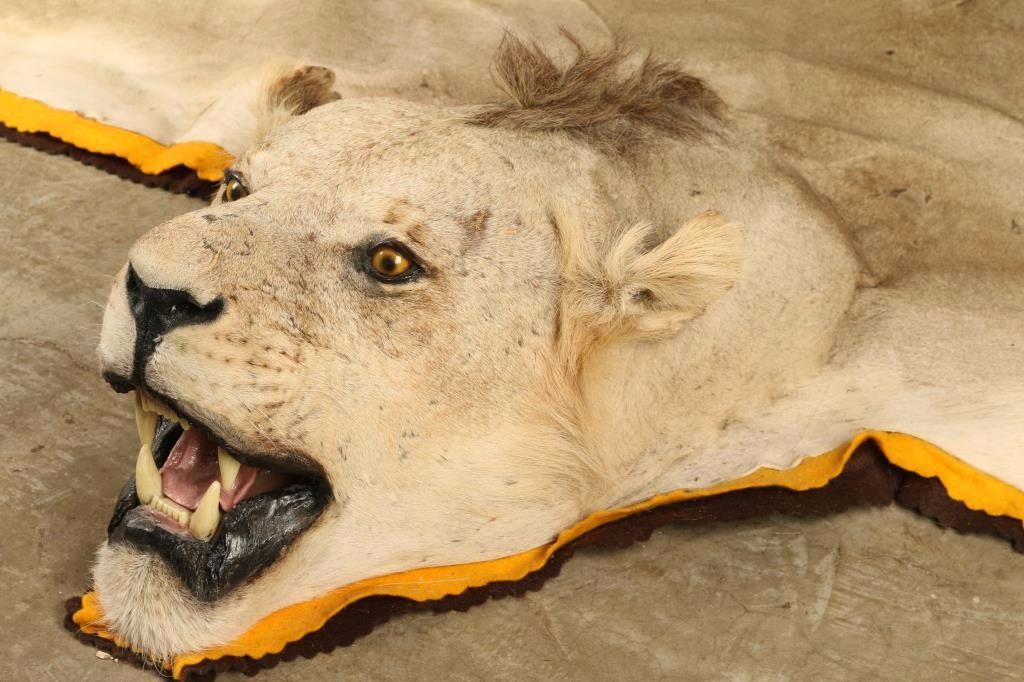 White African Lion Rug