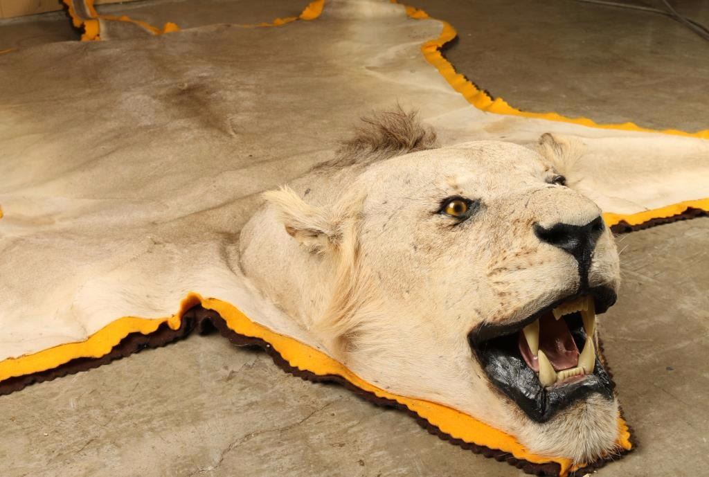 White African Lion Rug