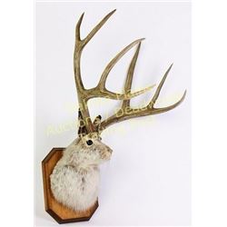 Trophy mounted jackalope on board. Est. 75-150