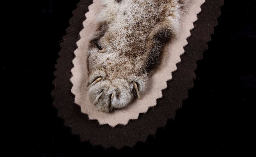 Montana Trophy Bobcat Double Mount Rug