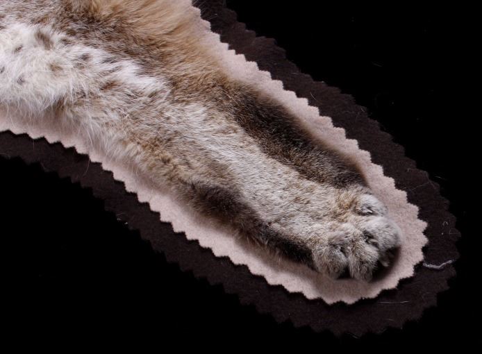 Montana Trophy Bobcat Double Mount Rug