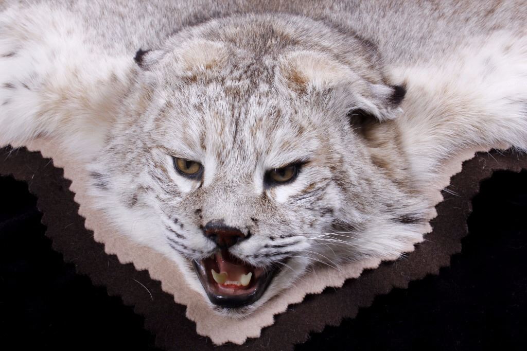 Montana Trophy Bobcat Double Mount Rug