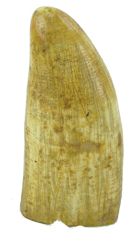 Eskimo Whale Tooth