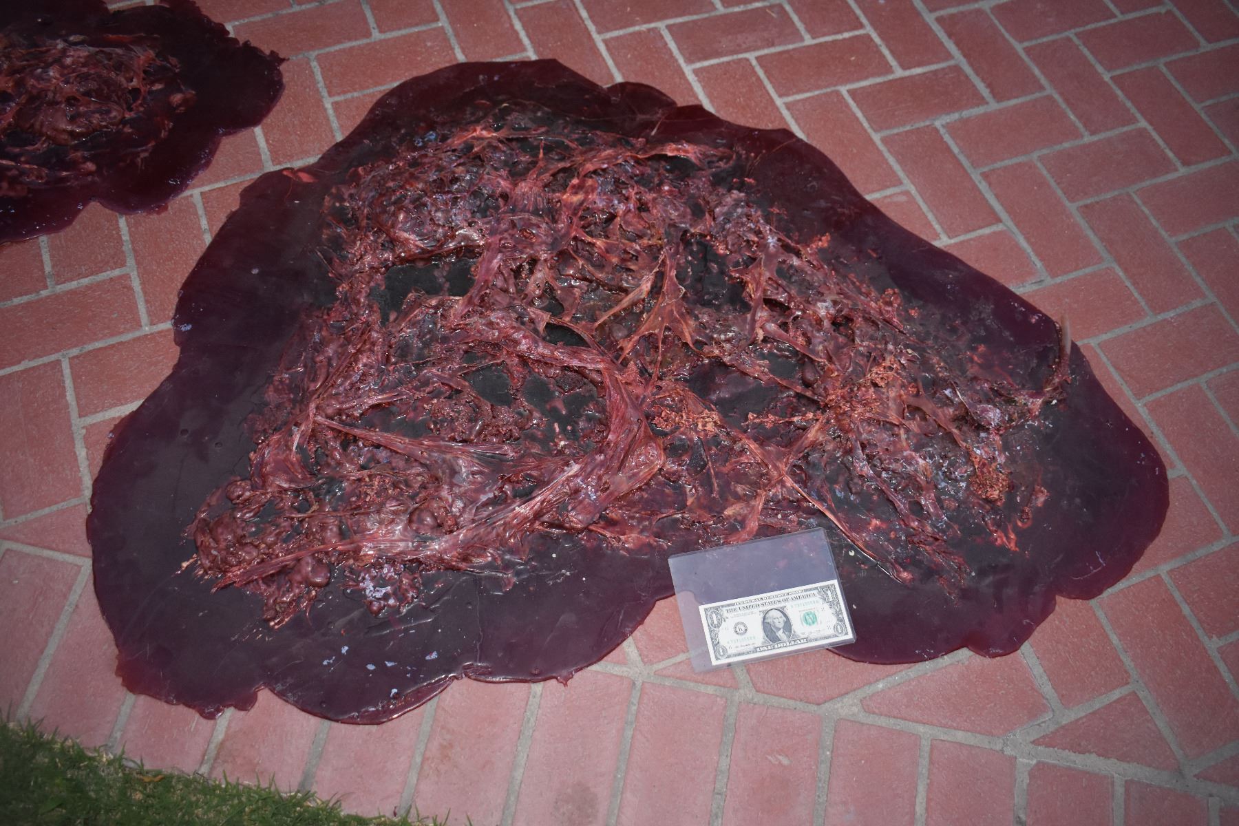 TRUE BLOOD DEAD VAMPIRE GORE & GUTS SPLATTER 2