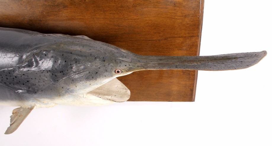 Paddlefish/ Spoonbill Catfish Taxidermy Mount