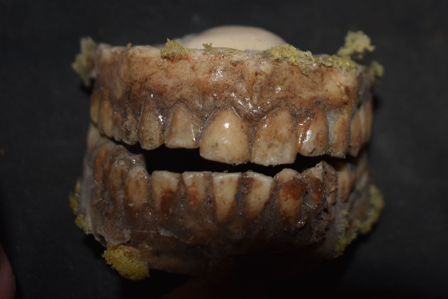 ZZ-CLEARANCE ACRYLIC DEAD ROTTEN ZOMBIE TEETH