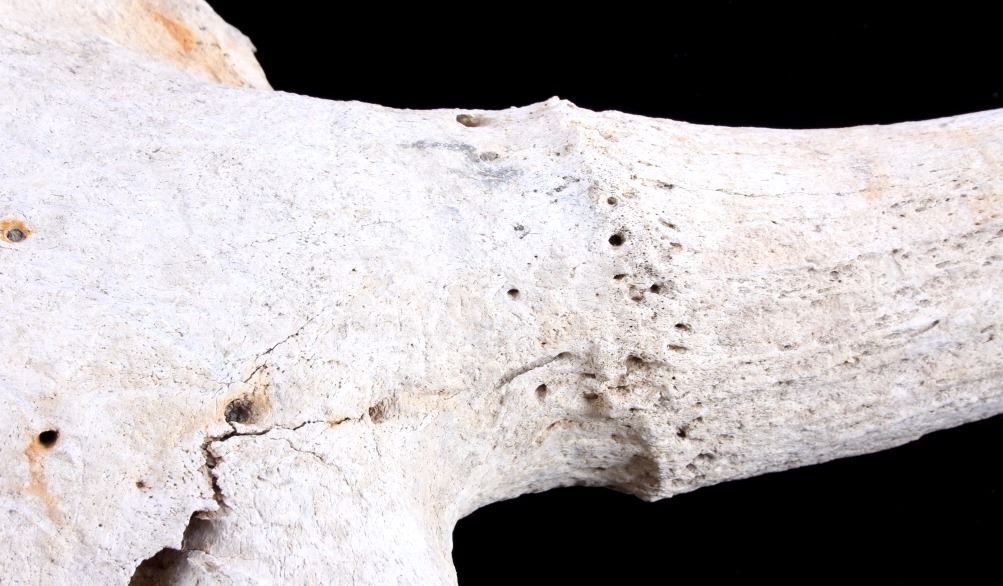 Extinct Bison Occidentalis Skull