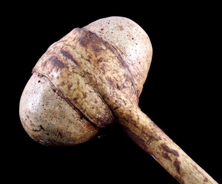 Northern Plains Indian Stone War Club