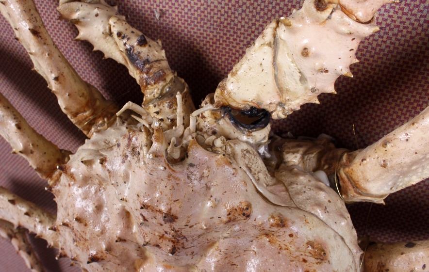 Taxidermy Alaskan King Crab Real Shell Wall Mount