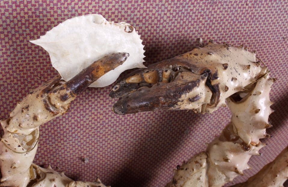 Taxidermy Alaskan King Crab Real Shell Wall Mount