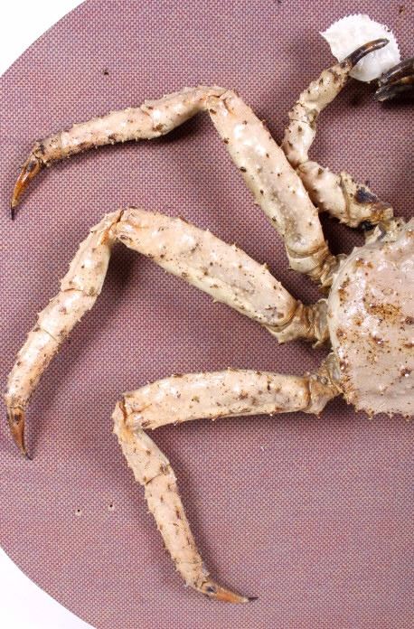 Taxidermy Alaskan King Crab Real Shell Wall Mount