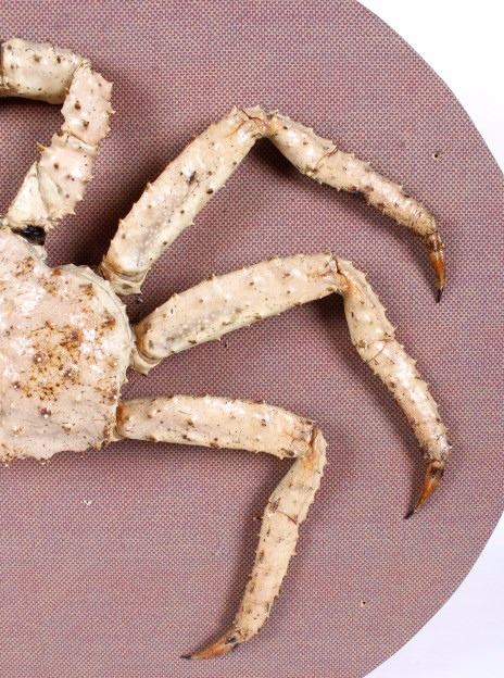 Taxidermy Alaskan King Crab Real Shell Wall Mount