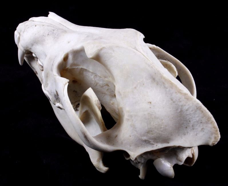 Montana Timber Wolf Taxidermy Skull