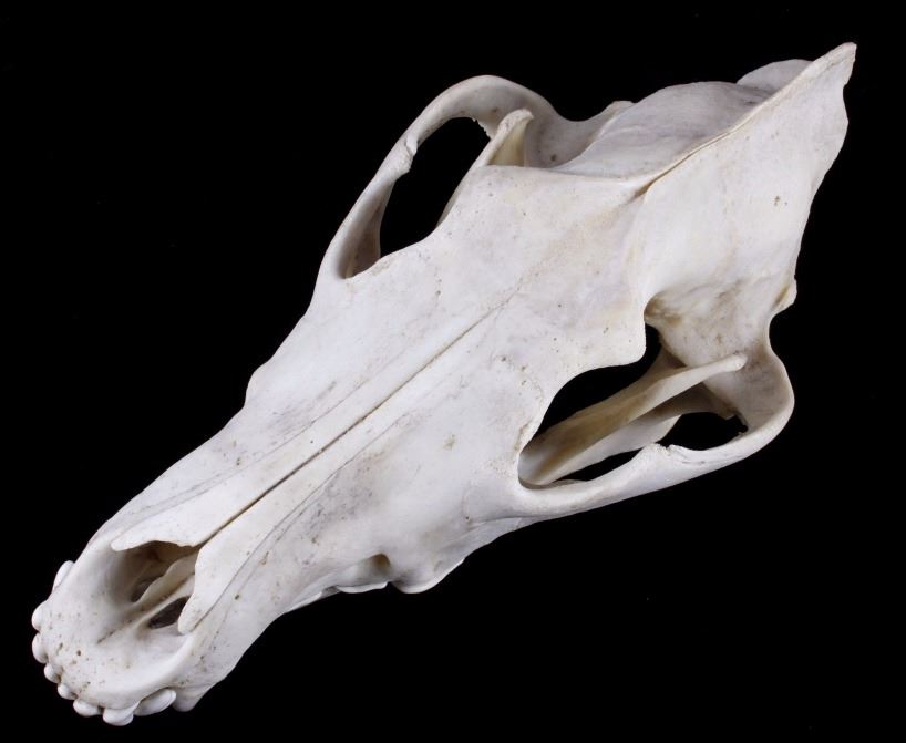 Montana Timber Wolf Taxidermy Skull