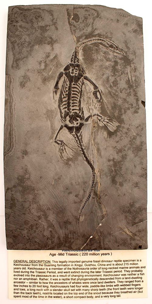 Fossil Triassic Reptile Holabird Western Americana Collections