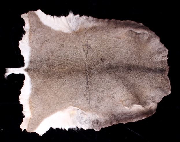 Montana Mule Deer Hide