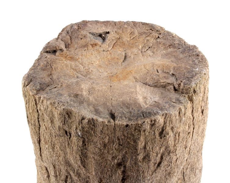 Ancient Petrified Tempskya Extinct Tree Fern