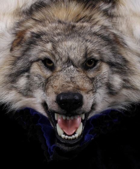 Montana Timber Wolf Taxidermy Double-Felted Rug