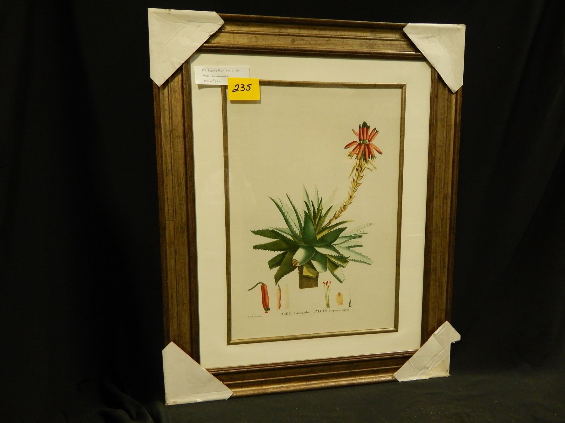 P.J REDOUTIE PINE/2 OF 2/ ALOE RHODACANTHA 34.5X38