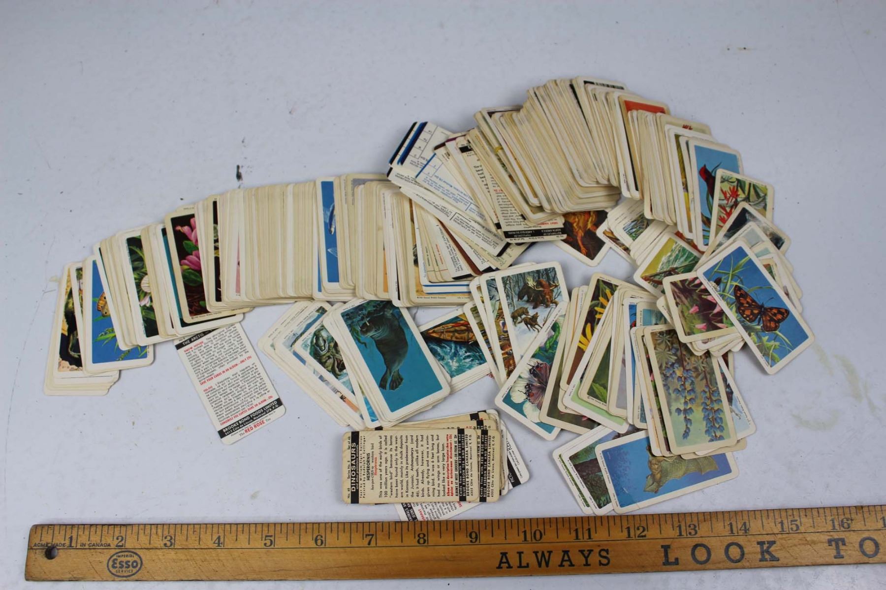 Huge Lot Of Vintage Red Rose Tea Cards