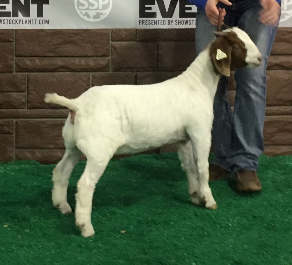 Northern Exposure Livestock