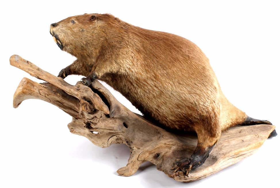 Full Body Beaver Taxidermy Mount