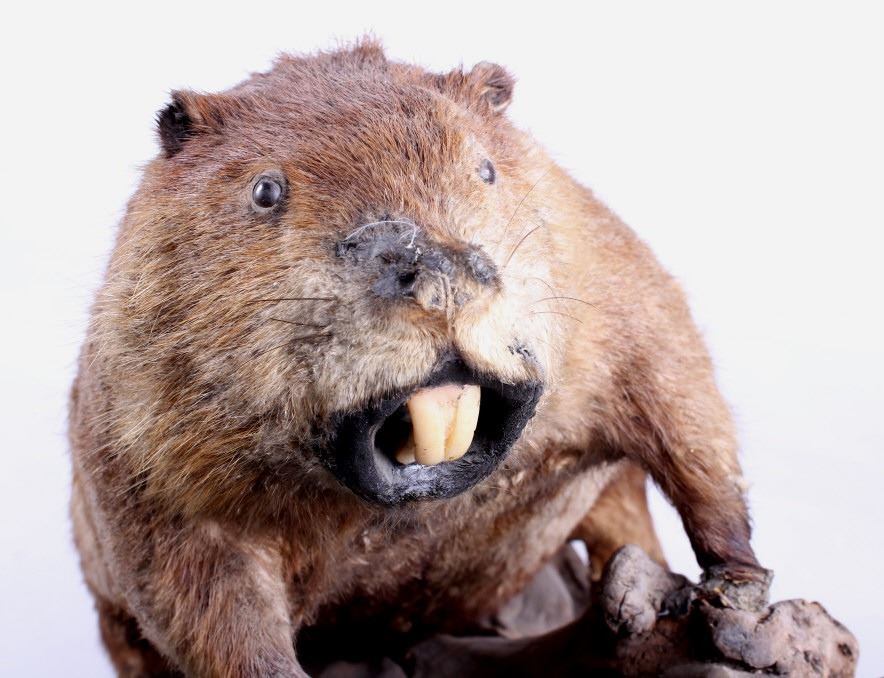 Full Body Beaver Taxidermy Mount