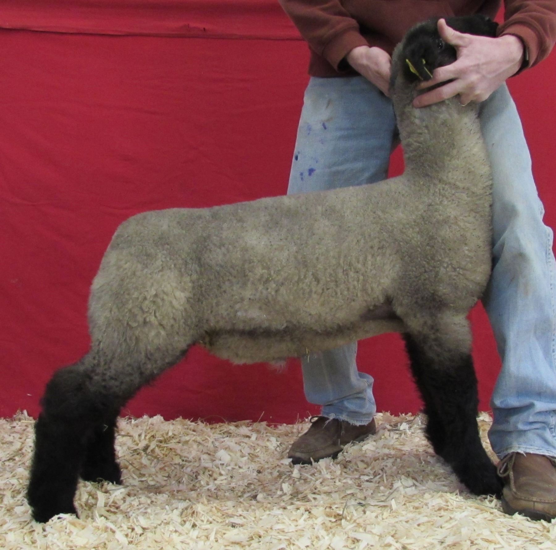 Johnson Show Lambs