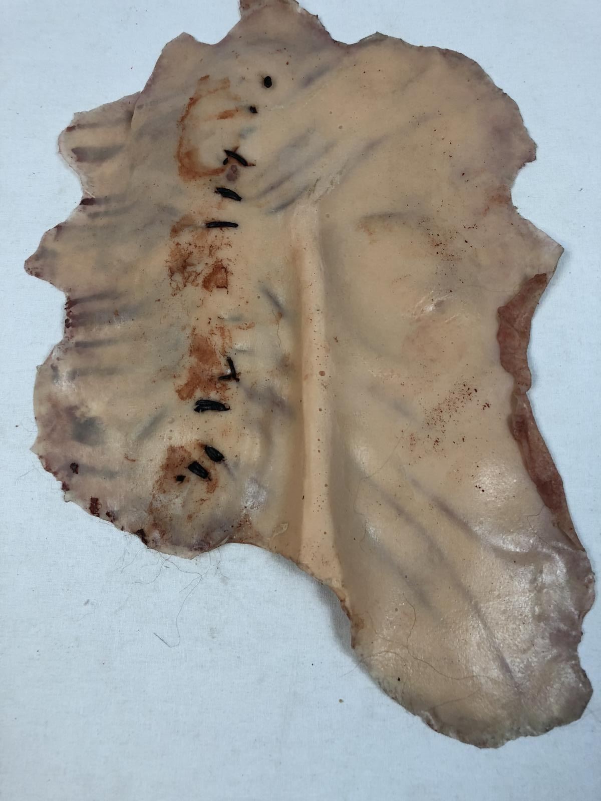 Tusk (2014) - Justin Long Screen Used Walrus Skin Appliance