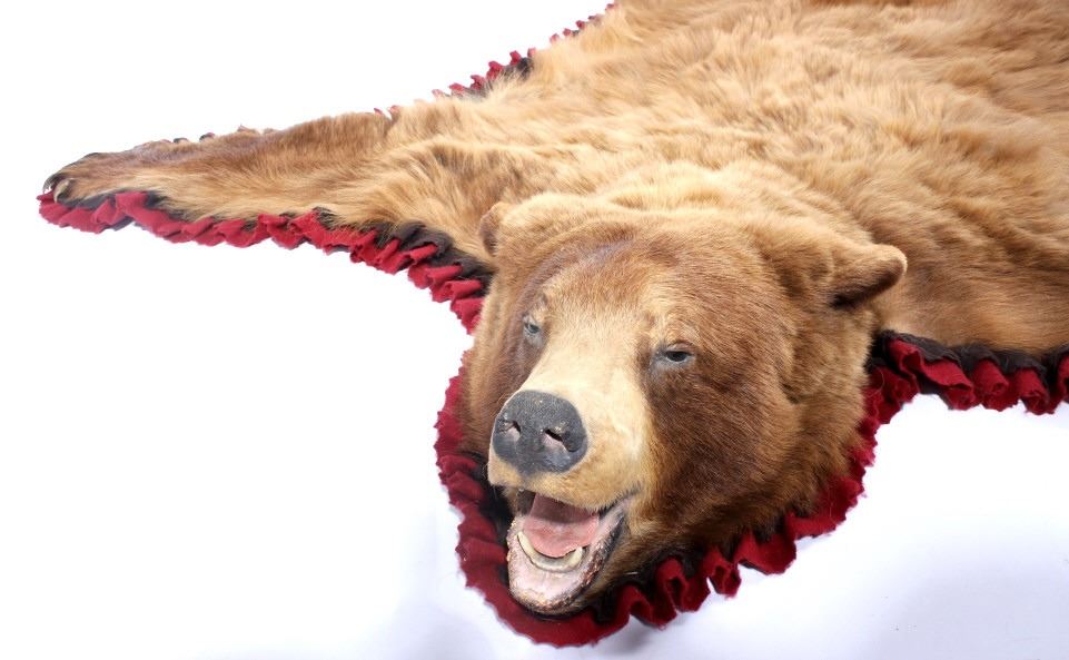 Montana Cinnamon Black Bear Taxidermy Trophy Rug