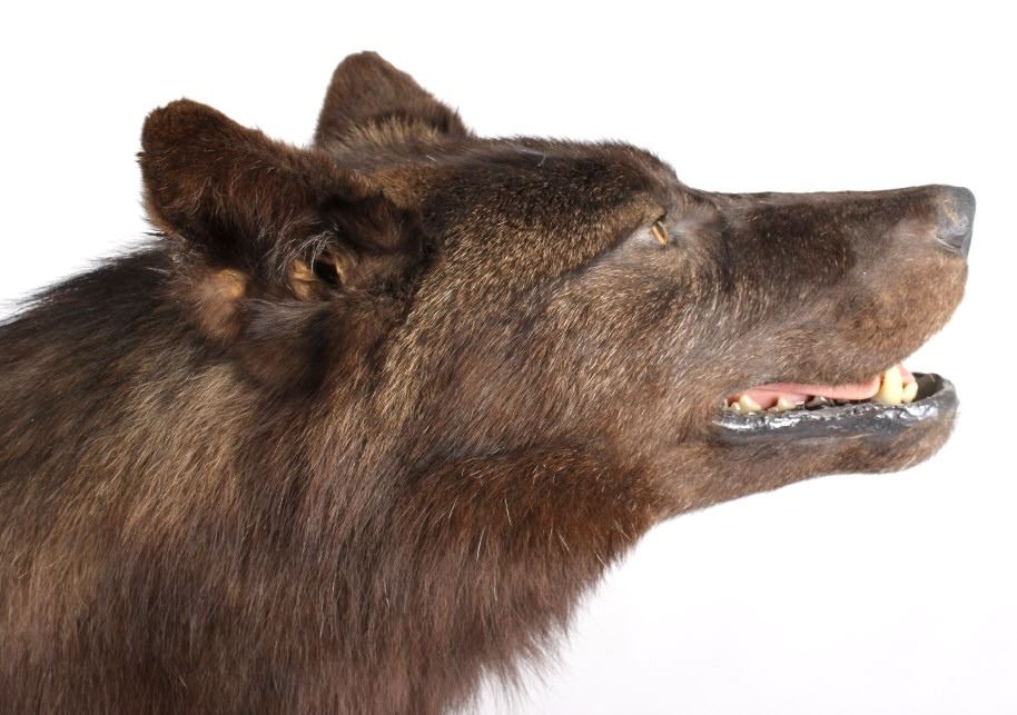 Montana Trophy Black Wolf Full Taxidermy Mount