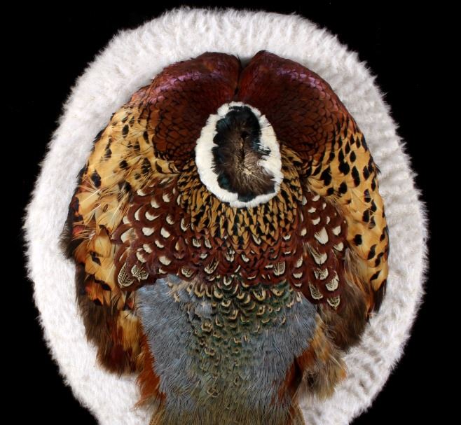Taxidermy Flat Mount Pheasant