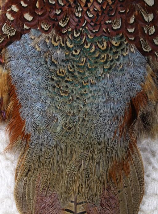 Taxidermy Flat Mount Pheasant
