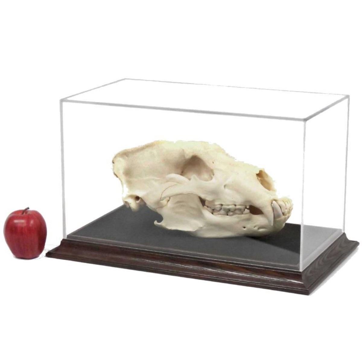 Large Bear Skull. Length 14" (with Display Case)