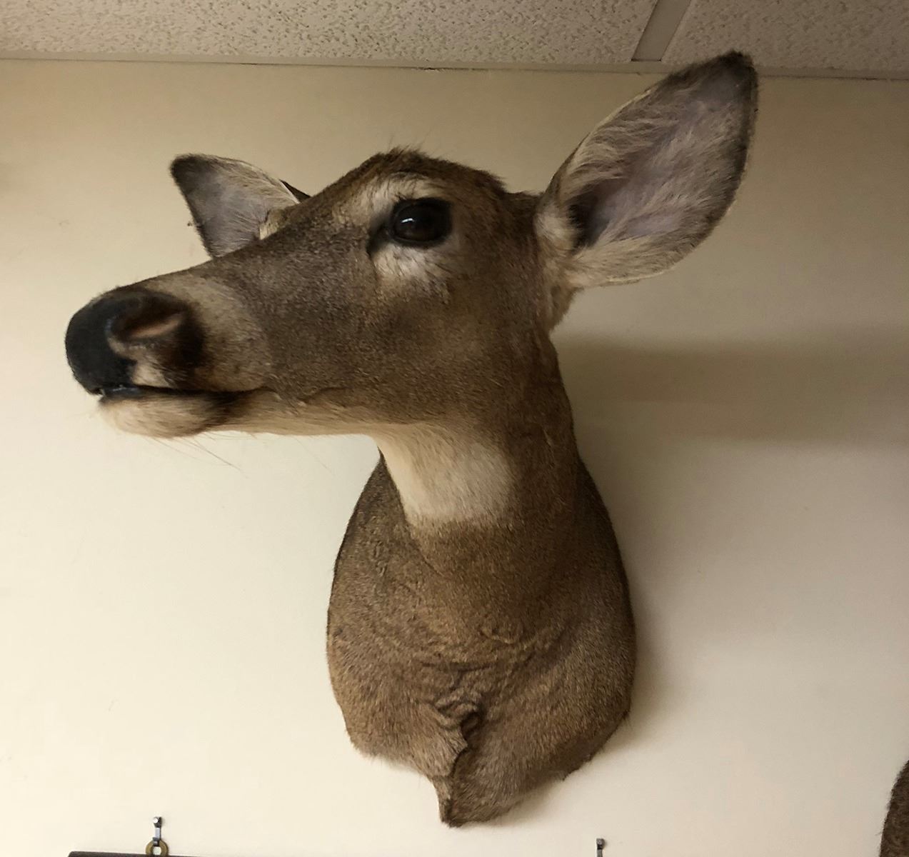 Doe Taxidermy Mount