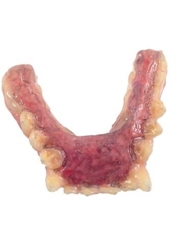 Underworld Michael (Scott Speedman) Teeth Molds Movie Props
