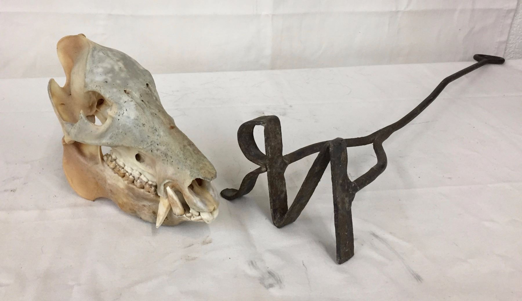 Javelina Skull and Branding Iron