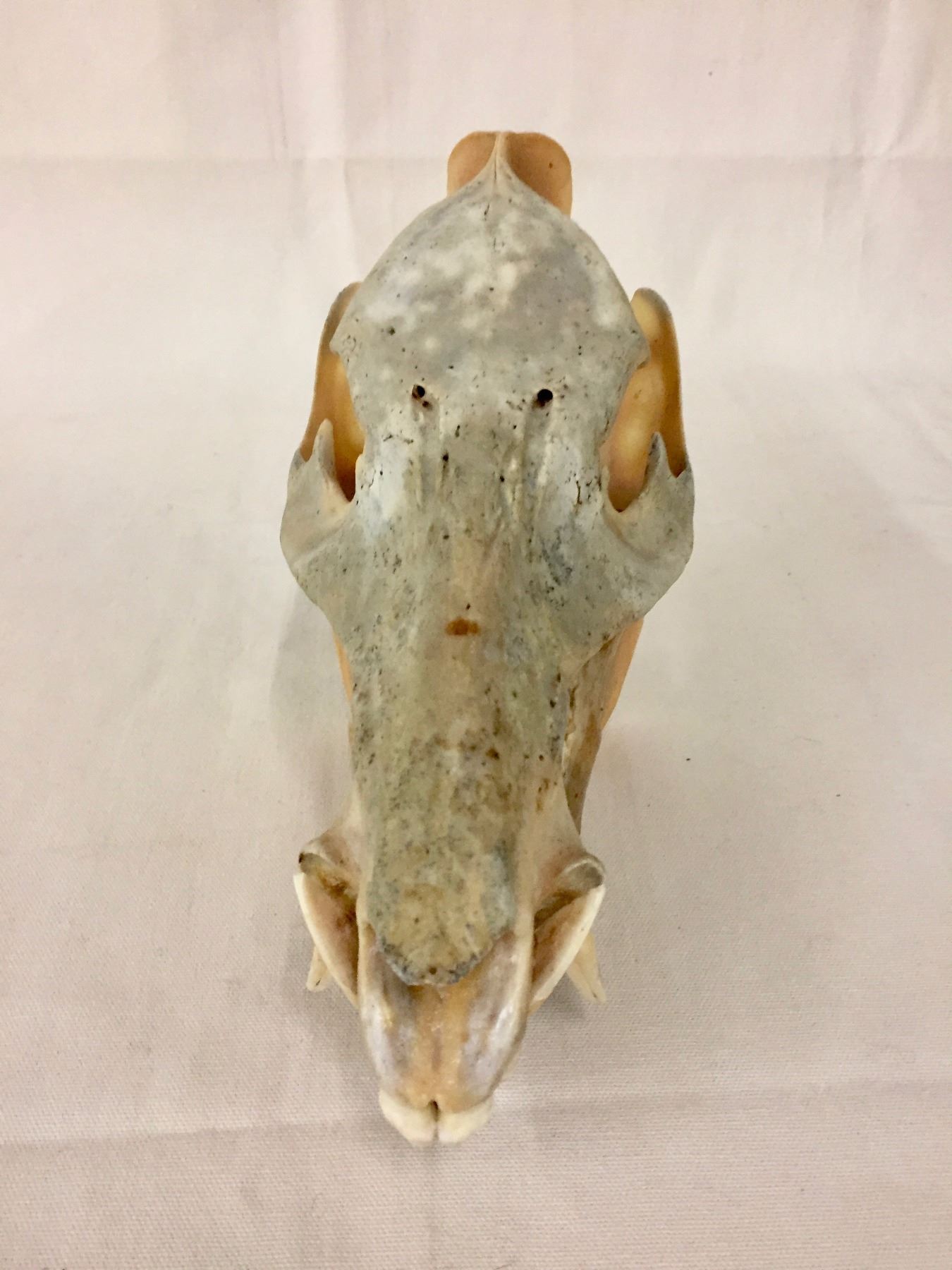 Javelina Skull and Branding Iron